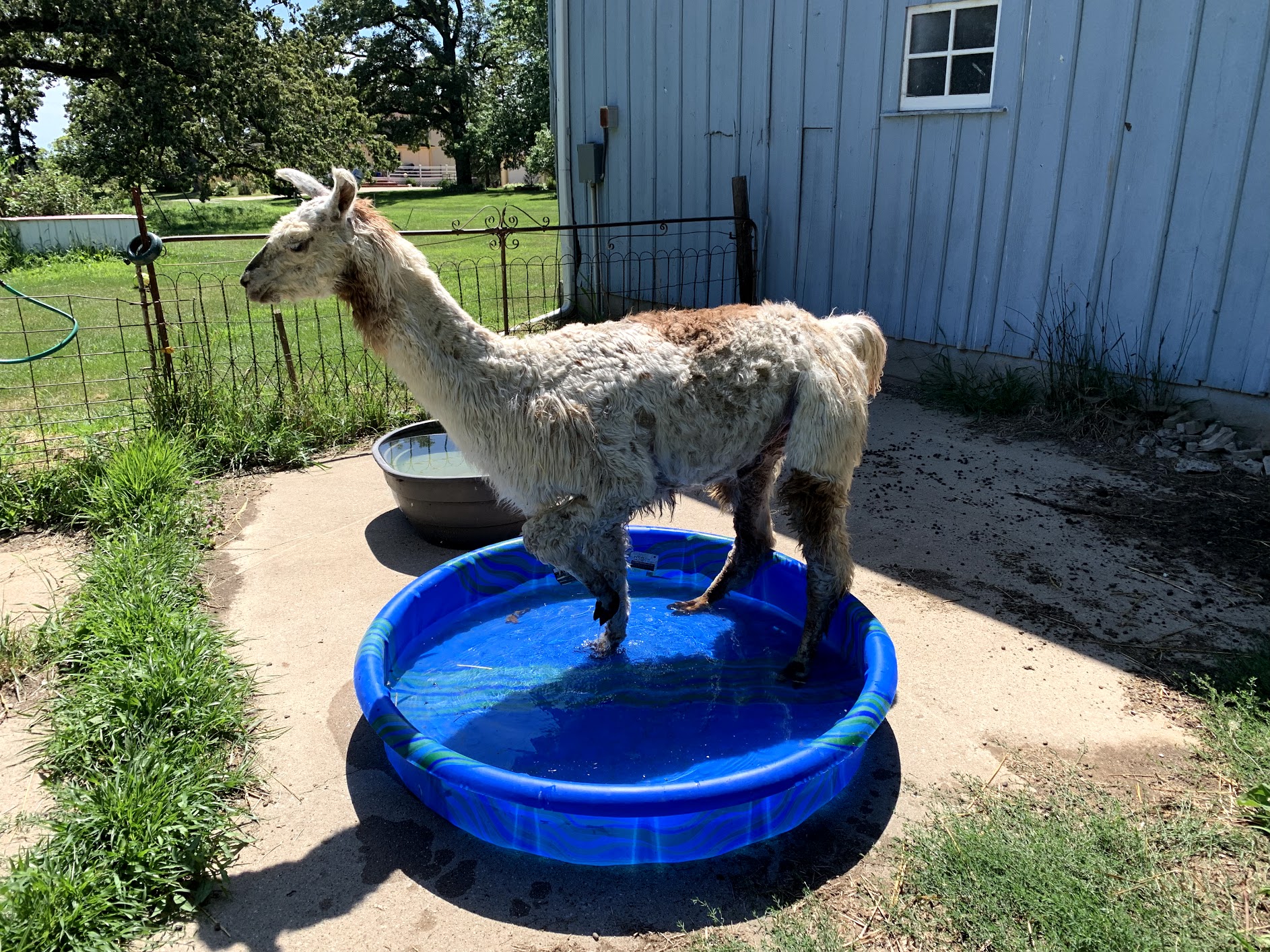 About the llamas – Blueyah Blueberry Farm